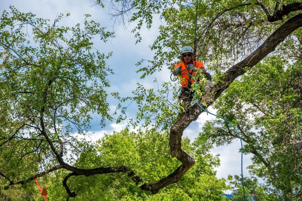 Figure Skating with A Chain Saw | Wasatch Arborists