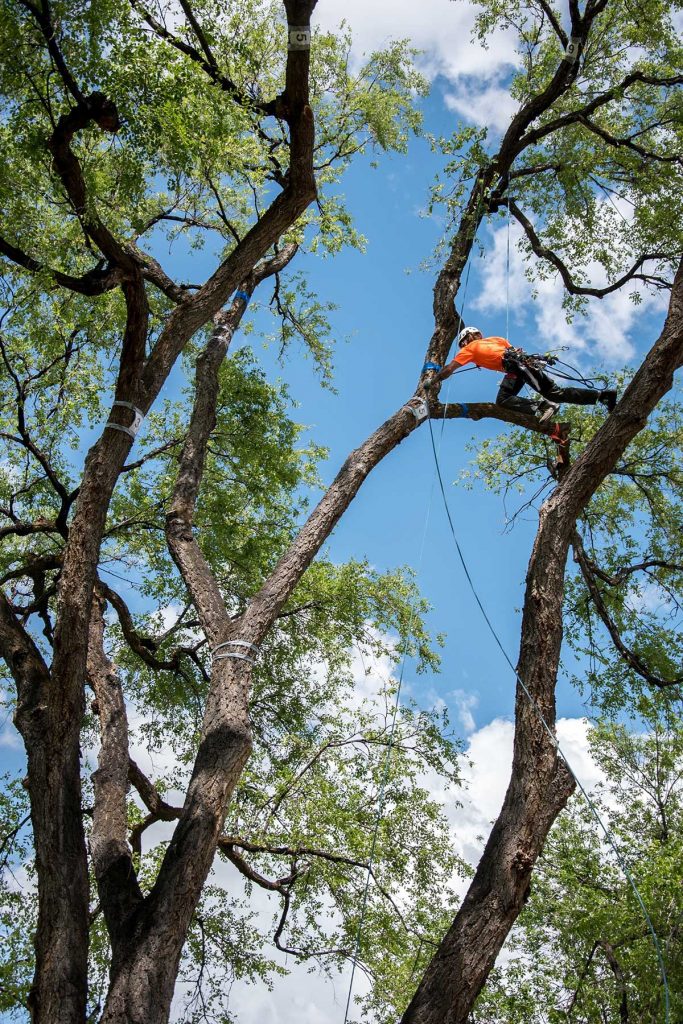 What is an Arborist? Tree Specialists | Wasatch Arborists